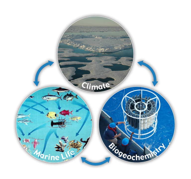 About :: Ocean Carbon & Biogeochemistry