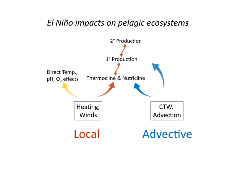 ENSO impacts on ecosystem indicators in the California Current System ...