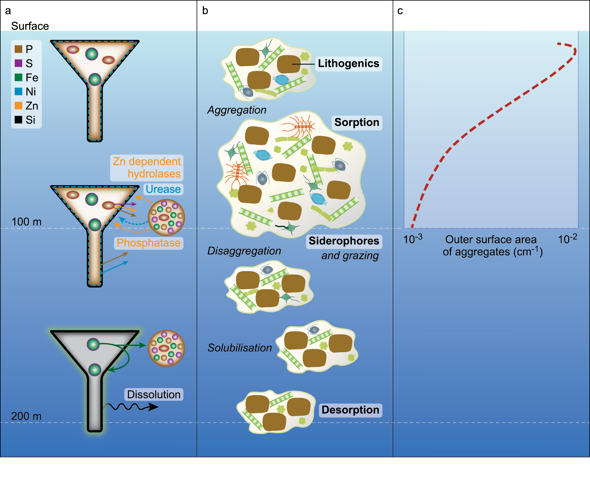 Sinking particles as biogeochemical hubs for trace metal cycling and ...