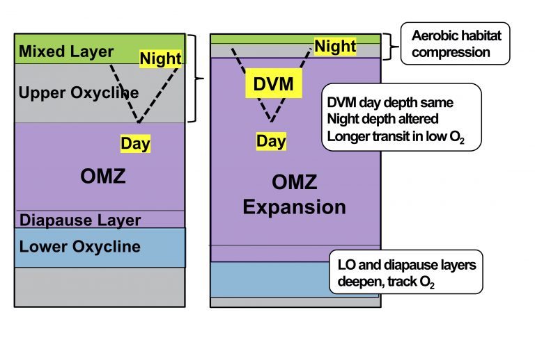 Modern OMZ copepod dynamics provide analog for future oceans :: Ocean ...