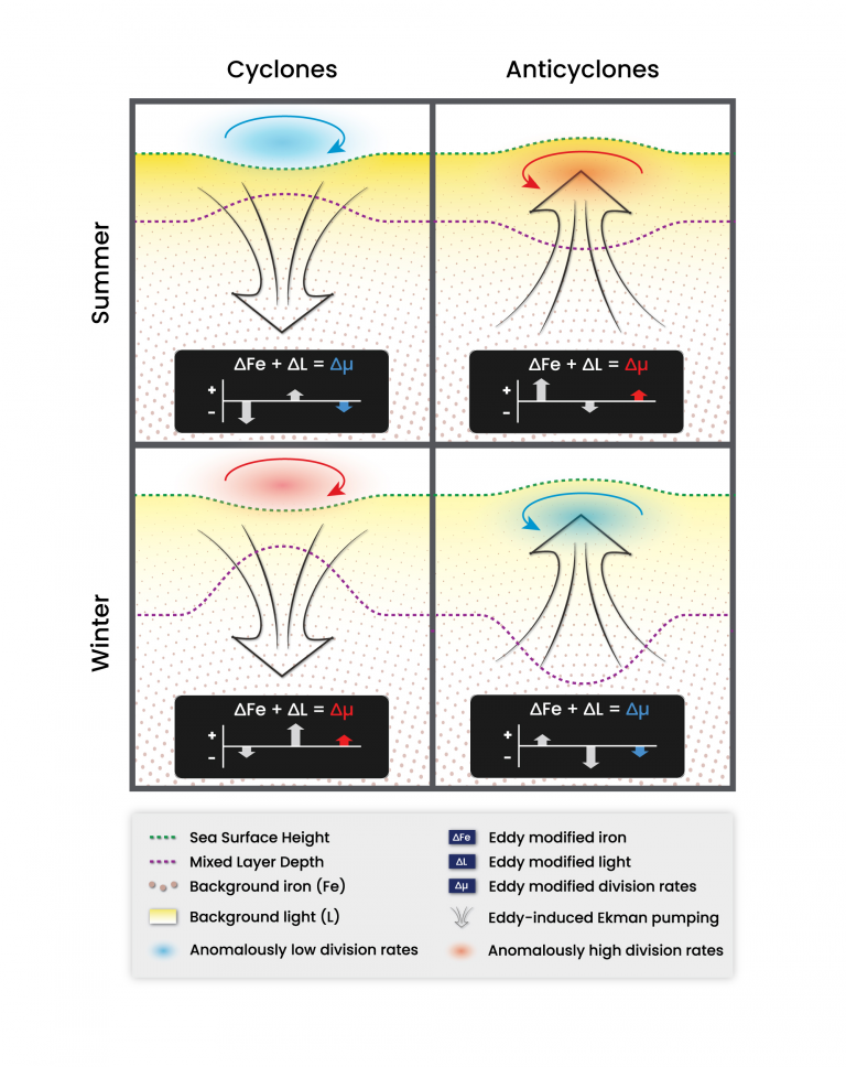 A close-up view of biomass controls in Southern Ocean eddies :: Ocean ...