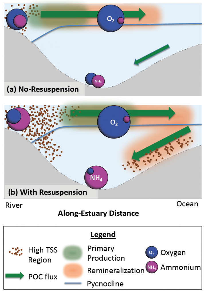 Estuarine sediment resuspension drives non-local impacts on ...