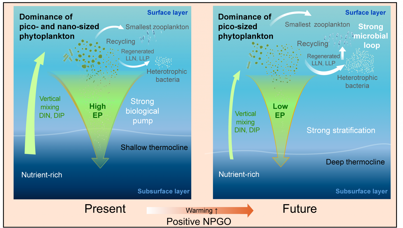 Is it a shift of the surface ecosystem toward small cells in the ...