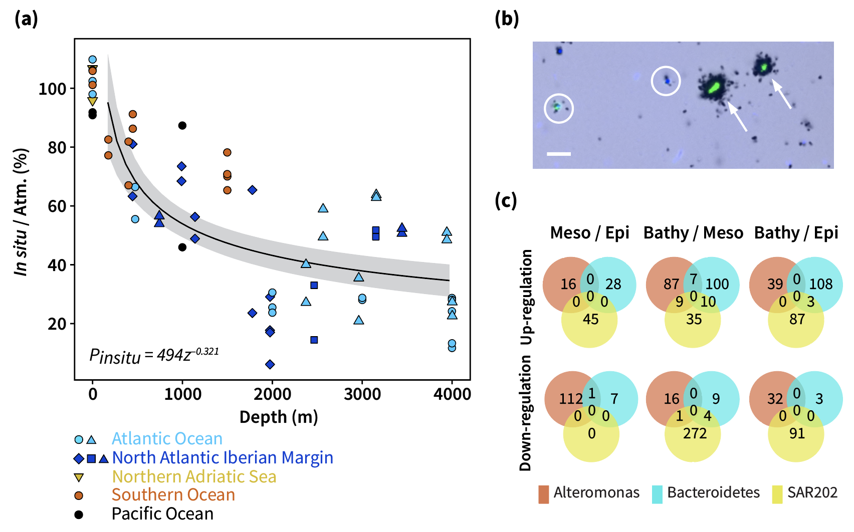 Hydrostatic pressure substantially reduces deep-sea microbial activity ...