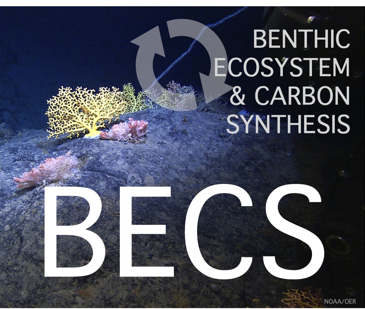 BECS WG – Benthic Ecosystem and Carbon Synthesis :: Ocean Carbon ...