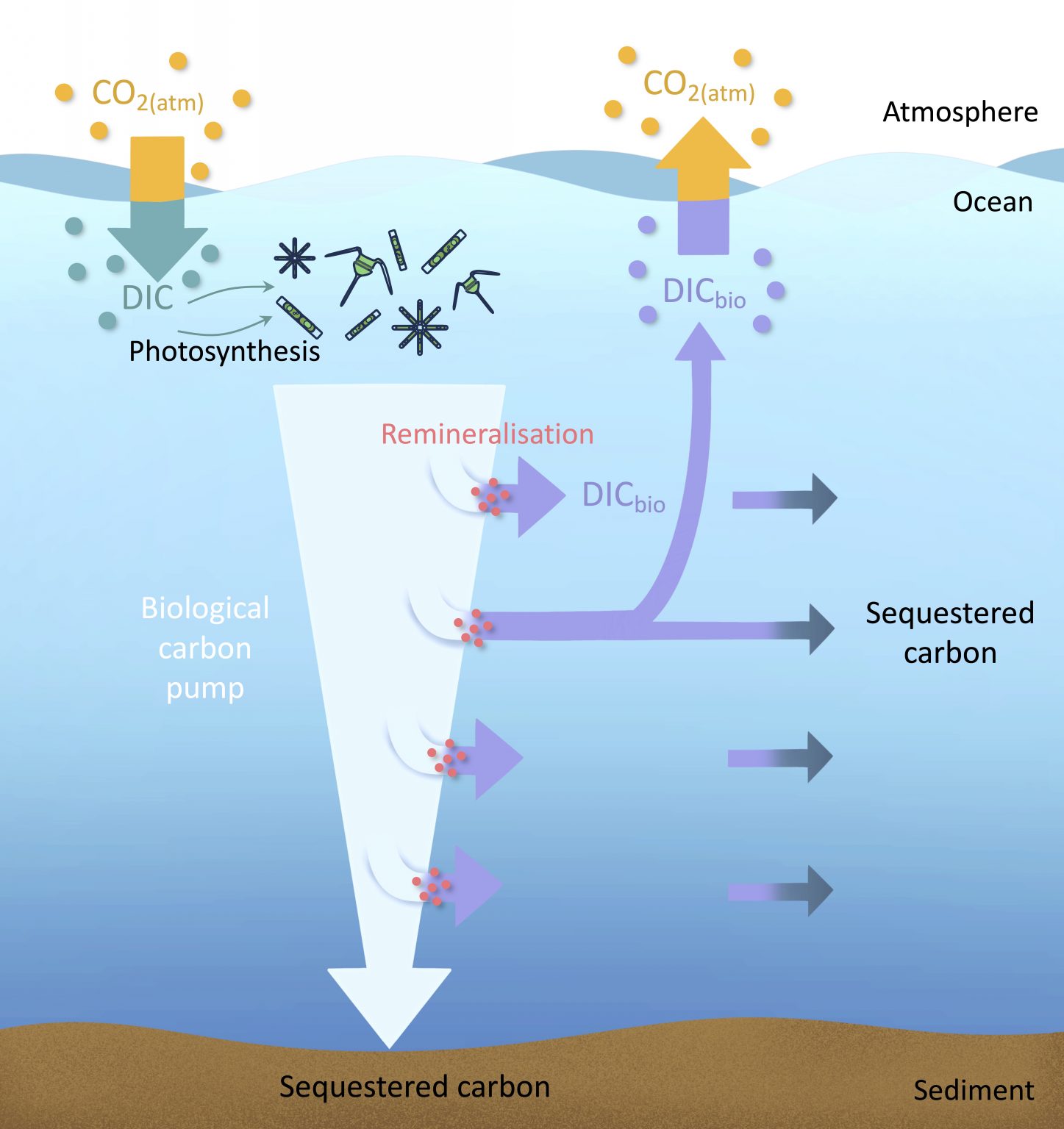 Carbon sequestration by the biological pump is not exclusive to the ...
